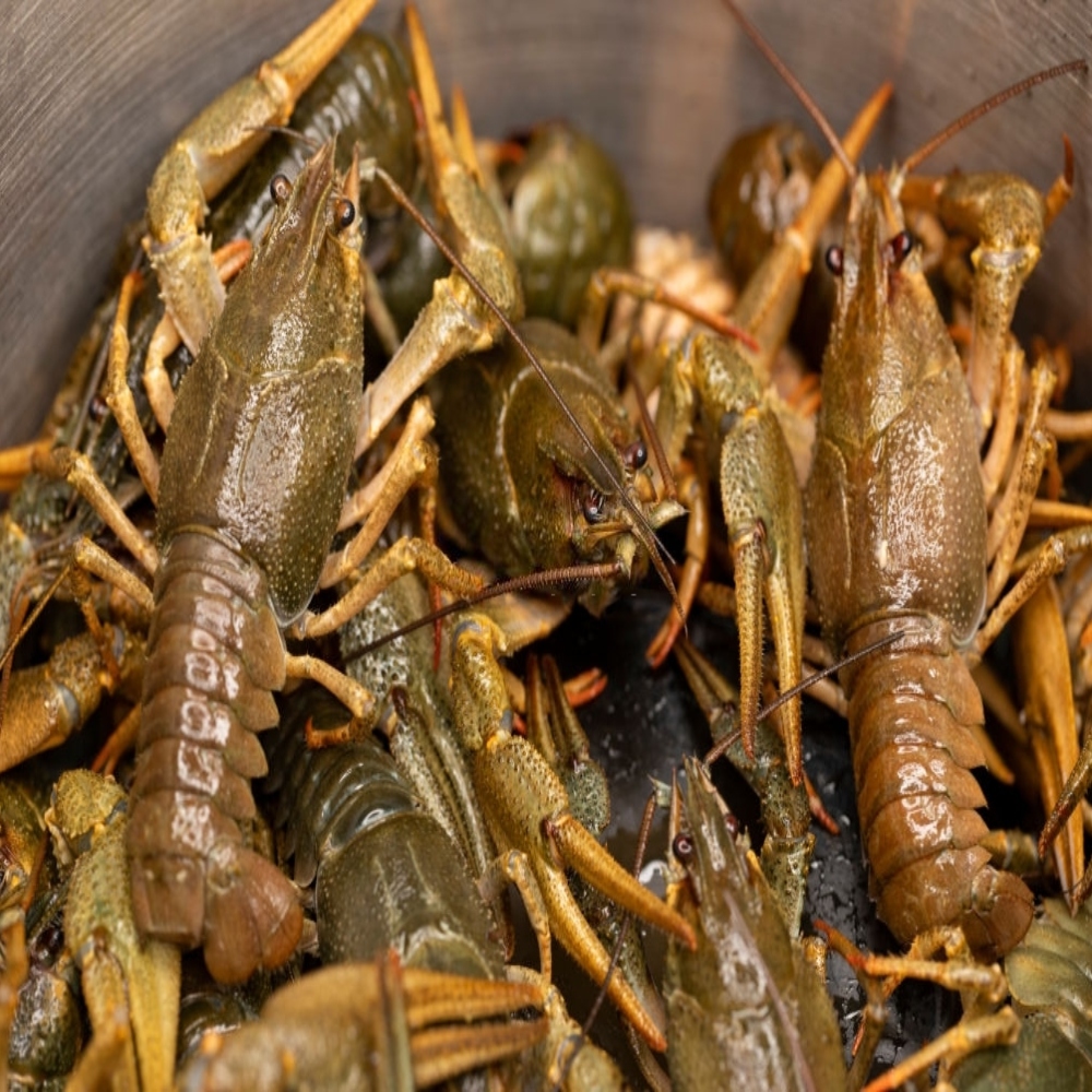 LIVE CRAWFISH – ALSABAH ALDAHABI