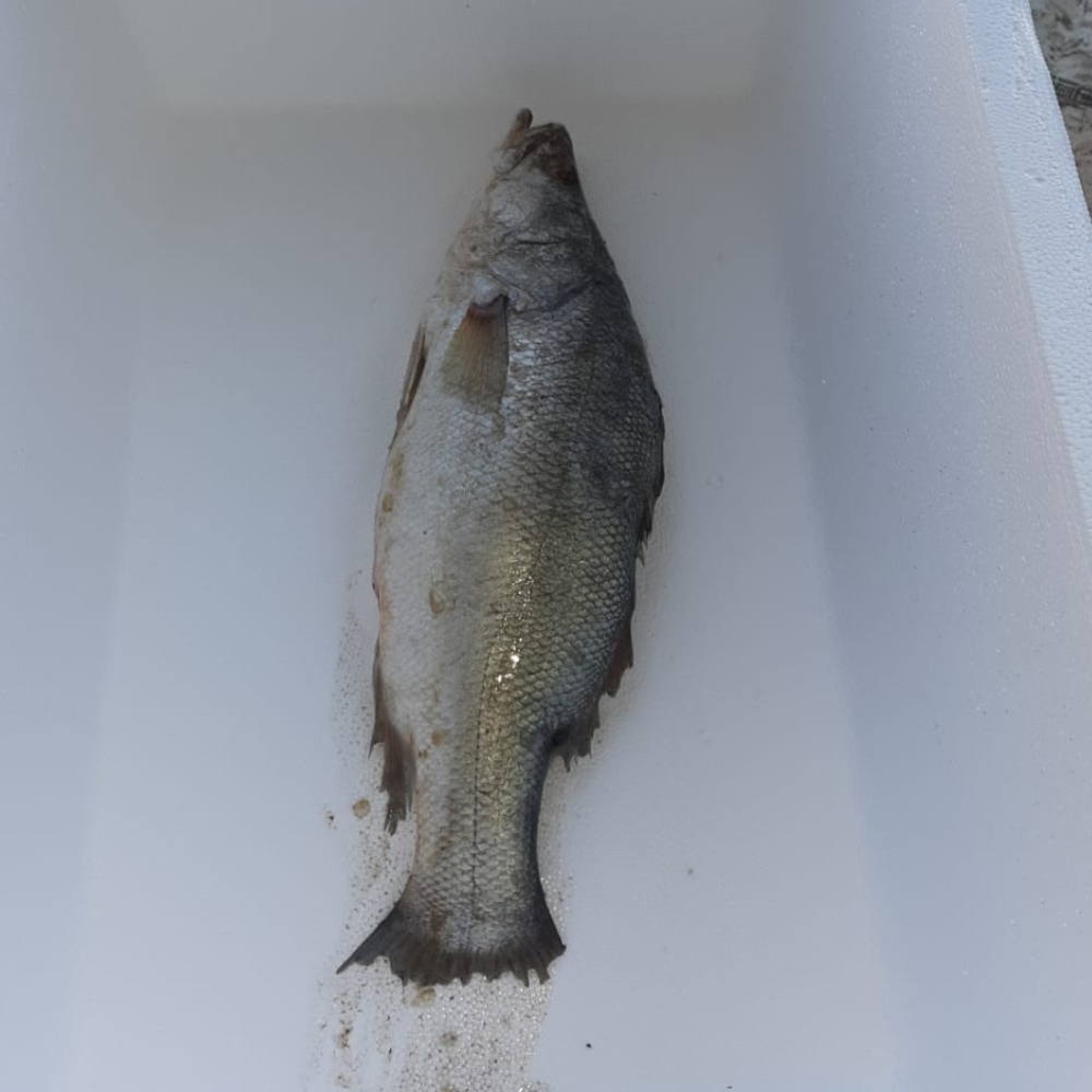 WGS Nile perch with different sizes – ALSABAH ALDAHABI