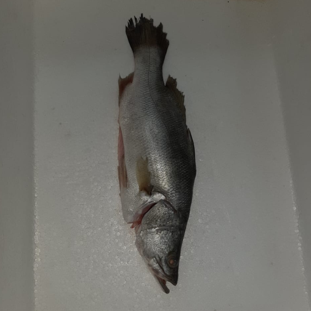 WGS Nile perch with different sizes – ALSABAH ALDAHABI