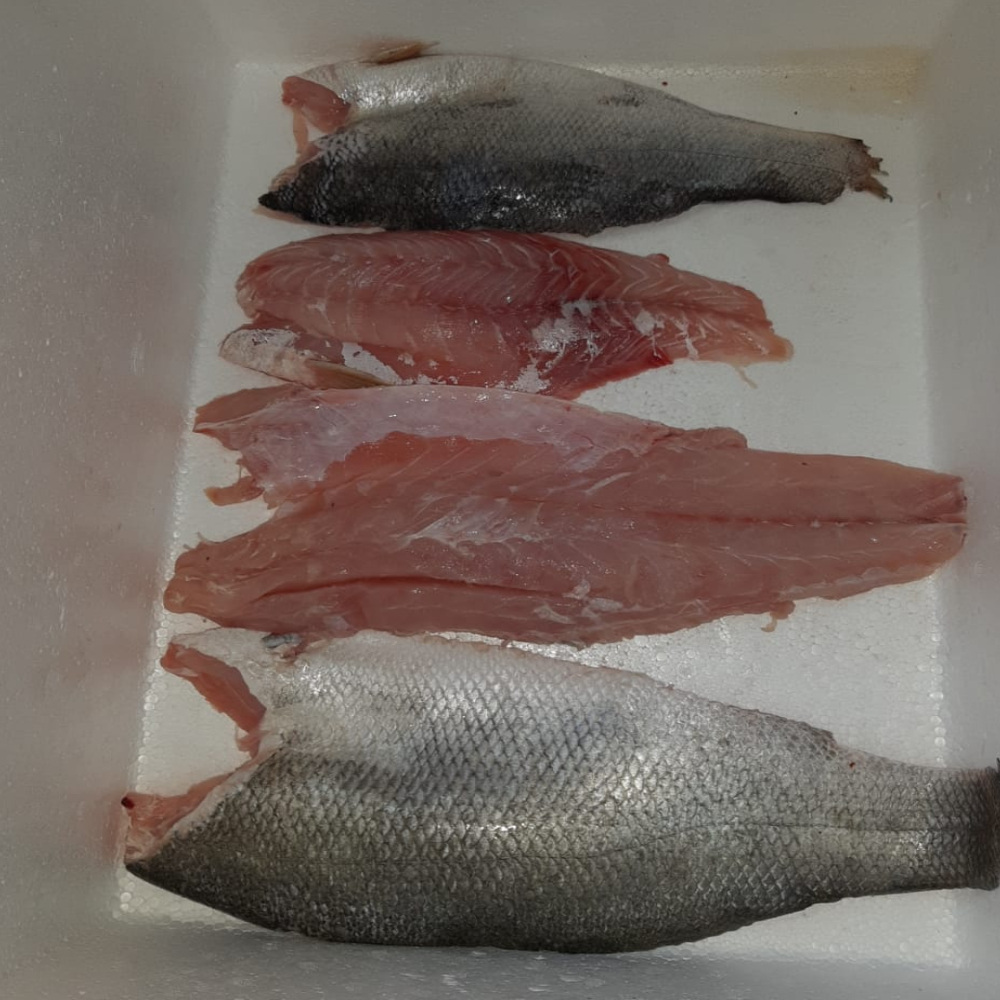 Nile perch fillets – ALSABAH ALDAHABI